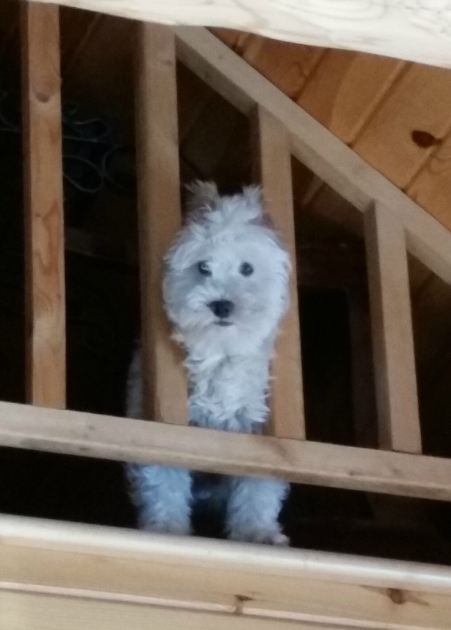 Fitz the Rescue Dog – Amy Hammond Hagberg